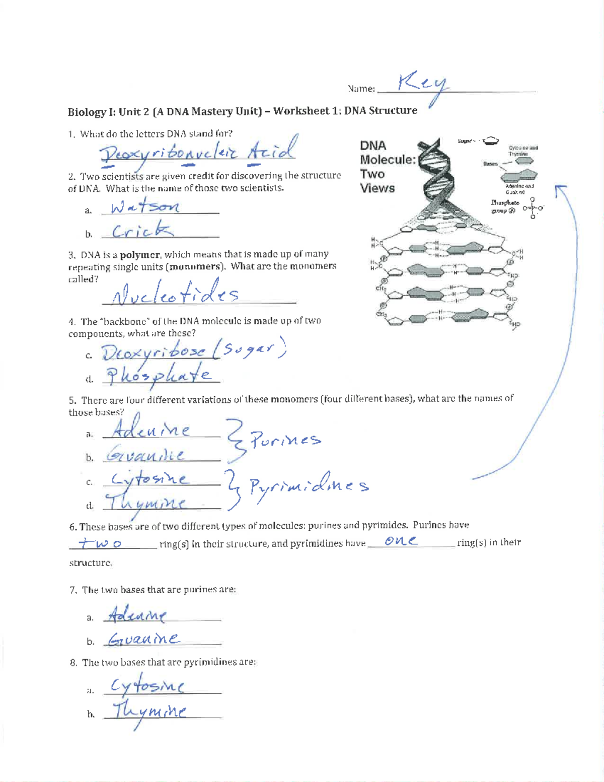 Key for Structure and Replication Practice - Studocu