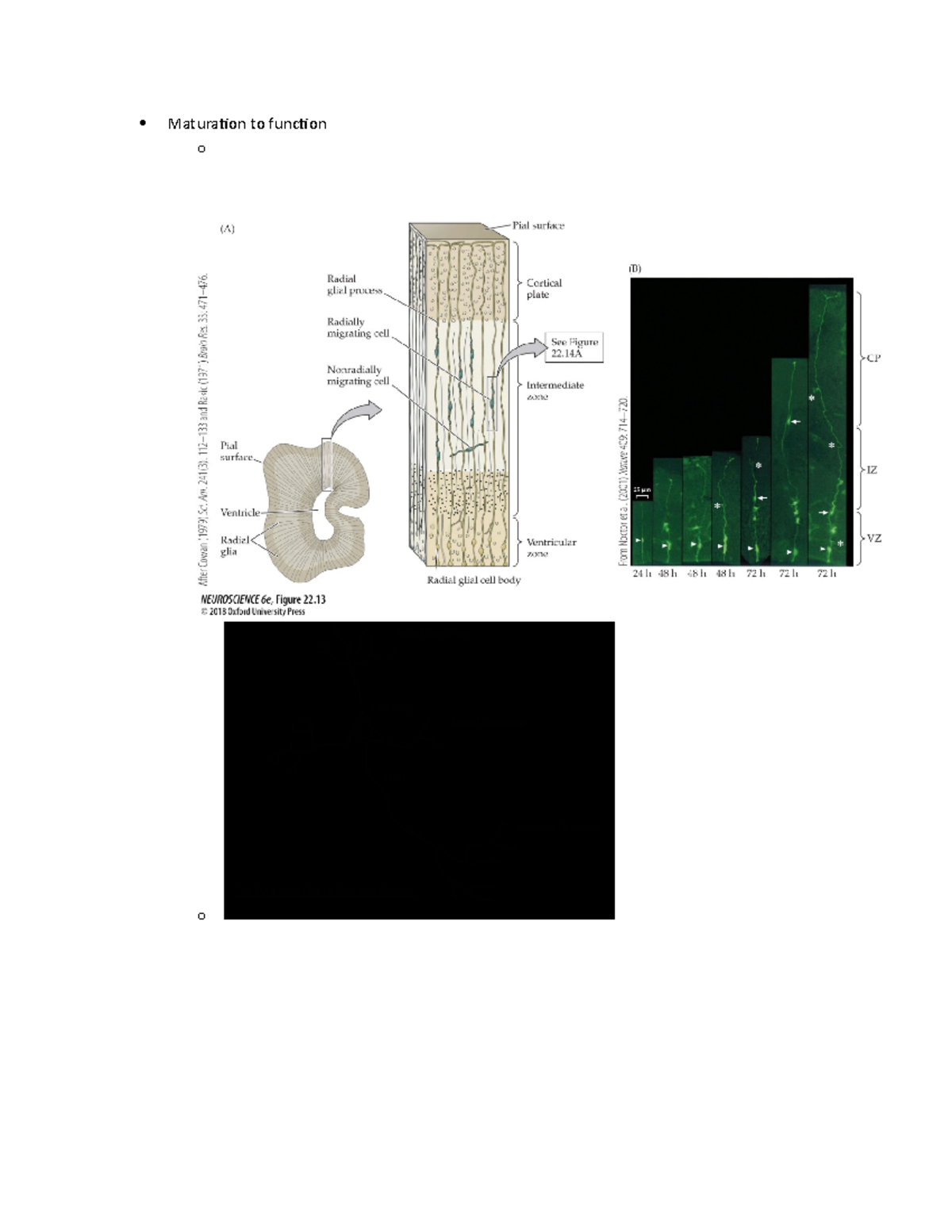 Unit 3-Neural Circuits - Maturation to function o o o Purkinje cell o o ...