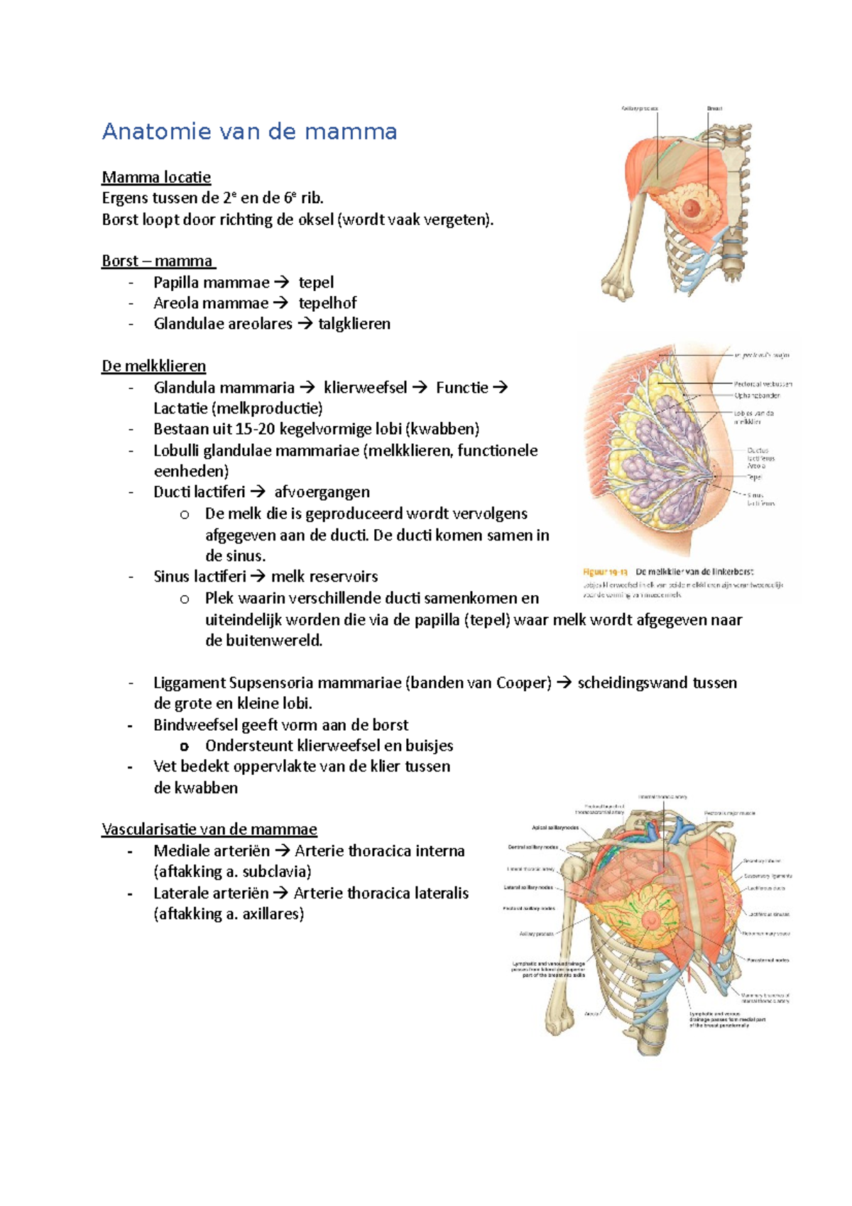 Anatomie van de mamma - Borst loopt door richting de oksel (wordt vaak ...