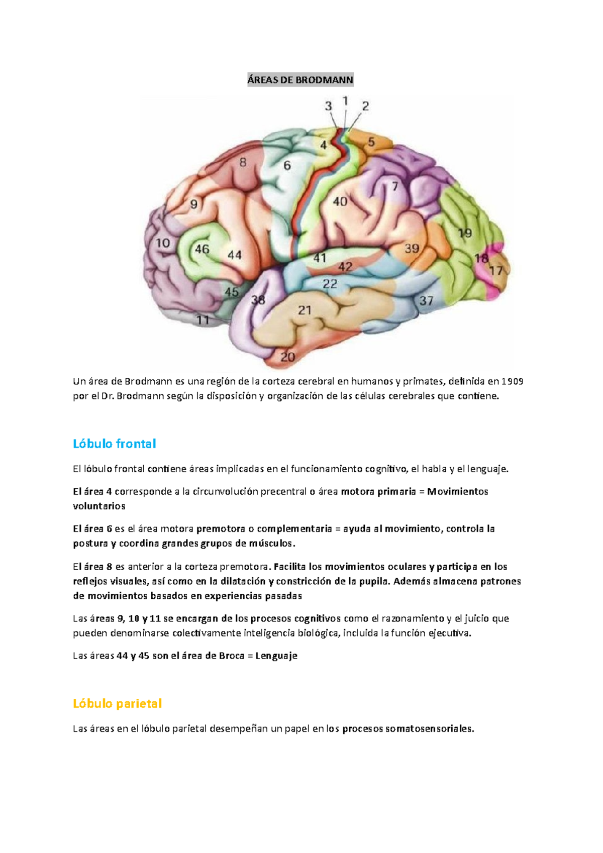 áreas de brodmann - Resumen áreas de broman - ÁREAS DE BRODMANN Un área ...