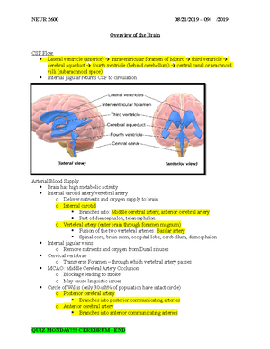N13 - Neuro notes - Basal nuclei Also called cerebral nuclei Masses of ...