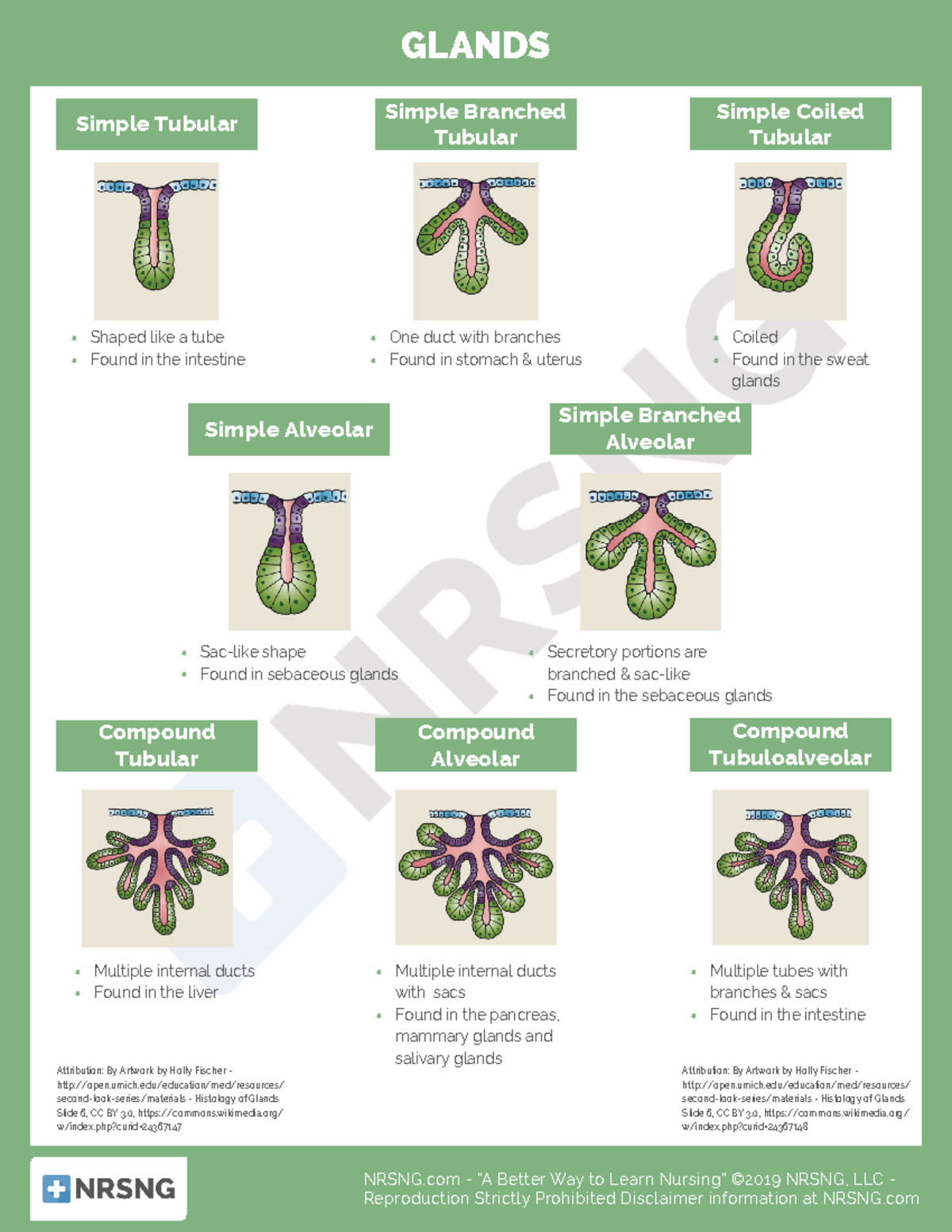 Cs ap 003 glands 1 - GLANDS NRSNG - “A Better Way to Learn Nursing ...