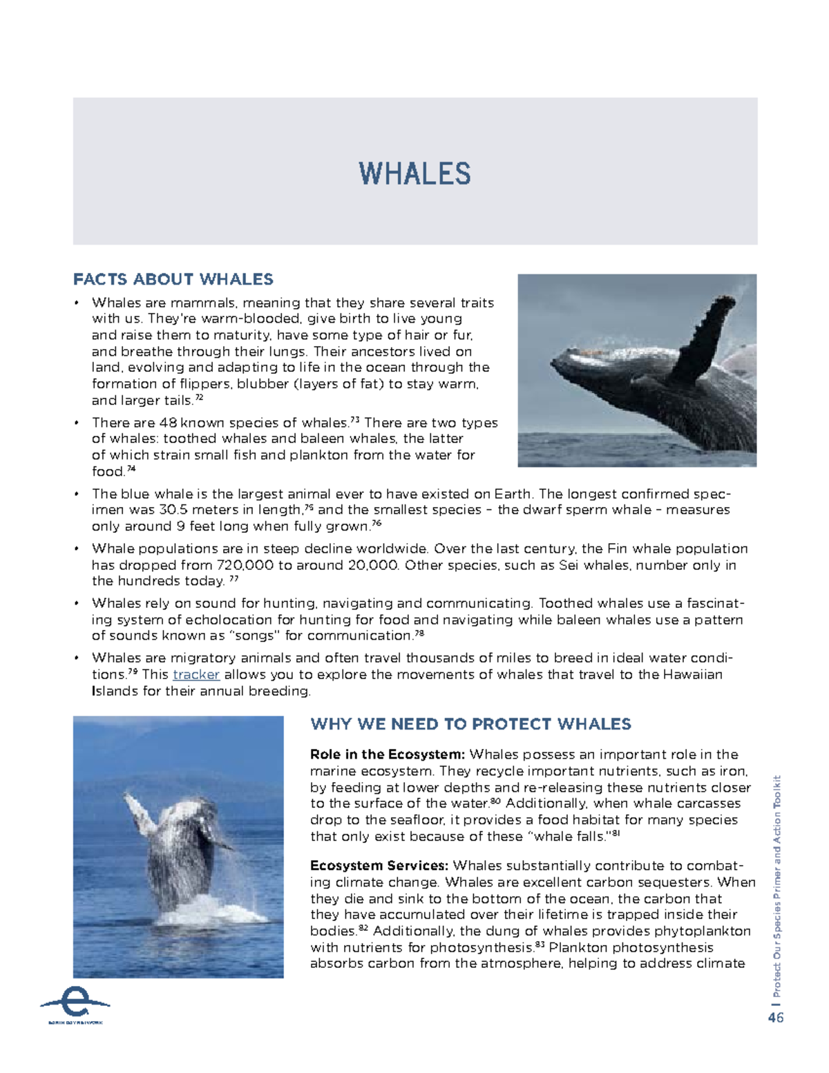 Whales - Fnjdndundijd - ® 46 Protect Our Species Primer and Action ...