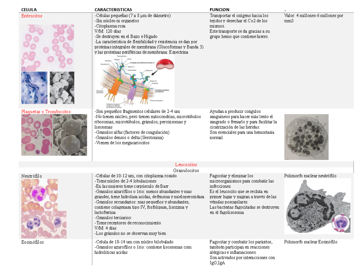 Tejido Sangre Biologia tisular - CELULA CARACTERISTICAS FUNCION ...