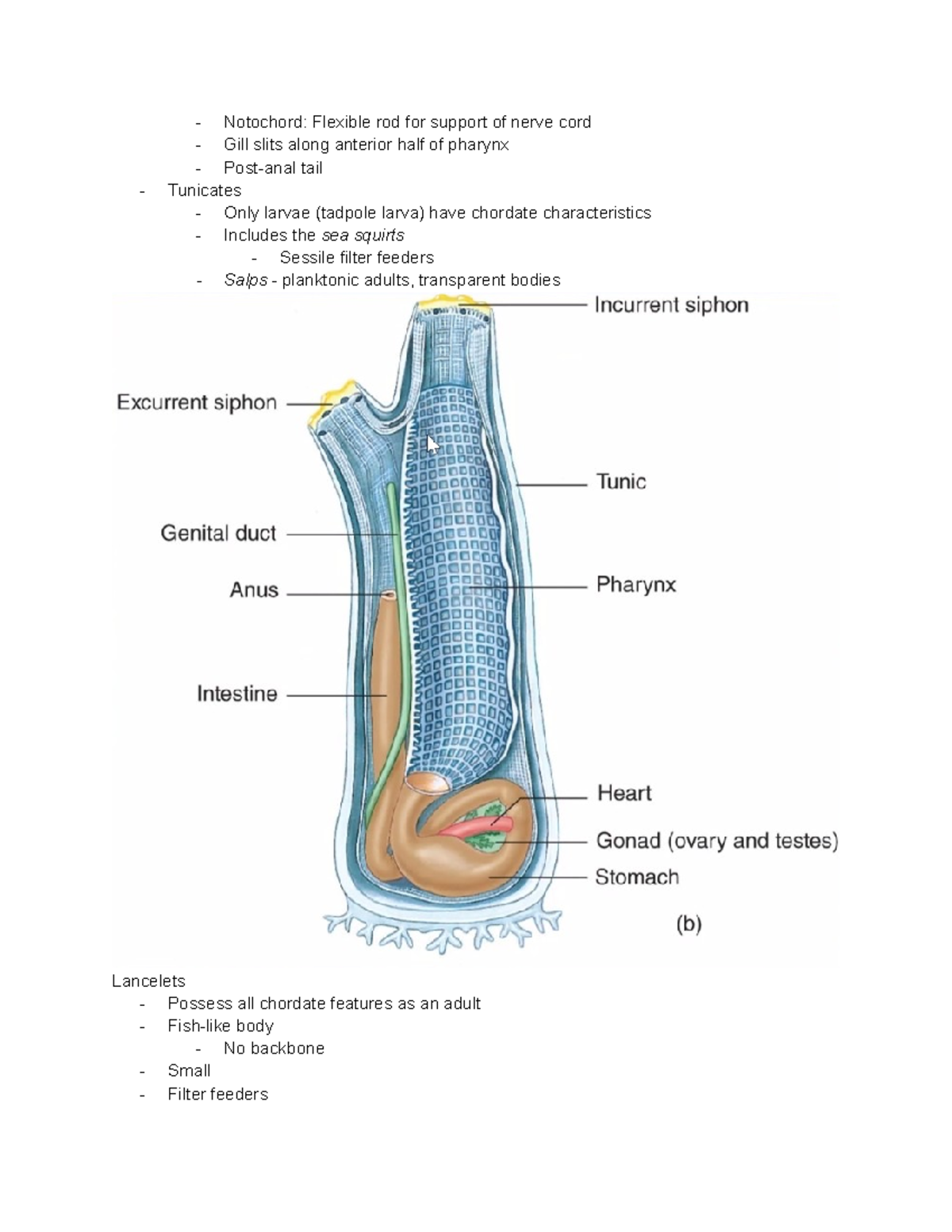 BIOL 1080 - 3 - BIOL 1080 Lecture Notes - Kevin Neves - Notochord ...
