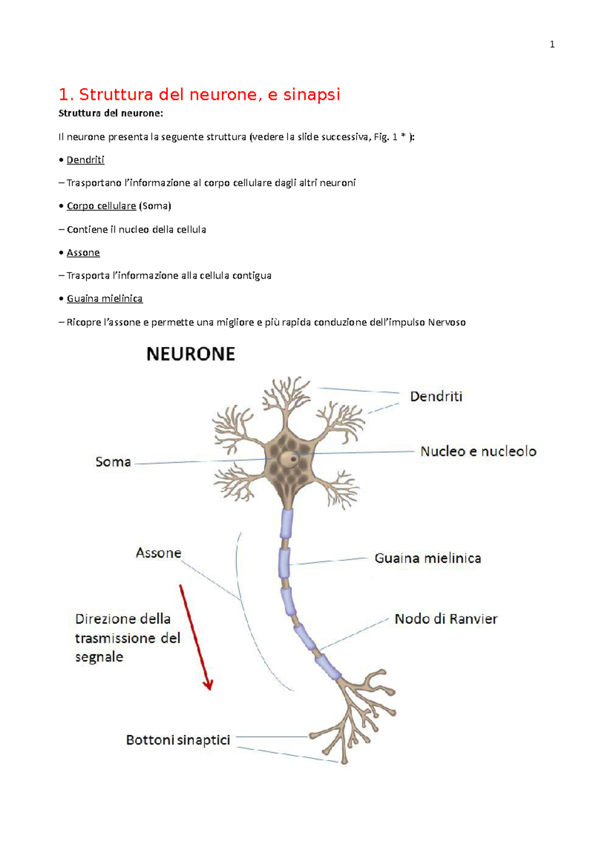 Risposte aperte - 1. Struttura del neurone, e sinapsi Struttura del ...