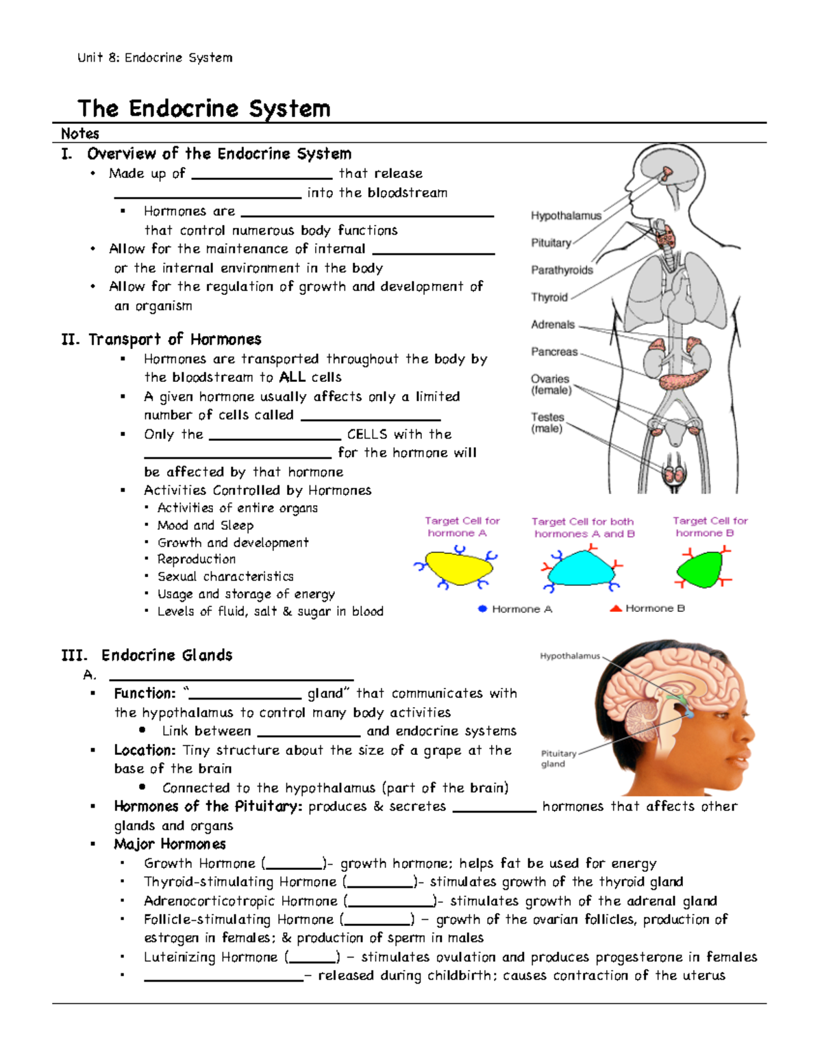Endocrine Fill-in KD13 - Unit 8: Endocrine System The Endocrine System ...