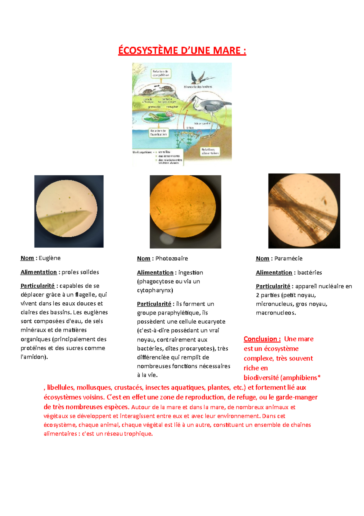 Es - histoire/géo - ÉCOSYSTÈME D’UNE MARE : Conclusion : Une mare est ...