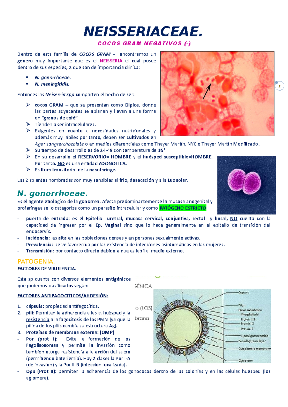 Neisseriaceae - 2 NEISSERIACEAE. COCOS GRAM NEGATIVOS (-) Dentro de ...
