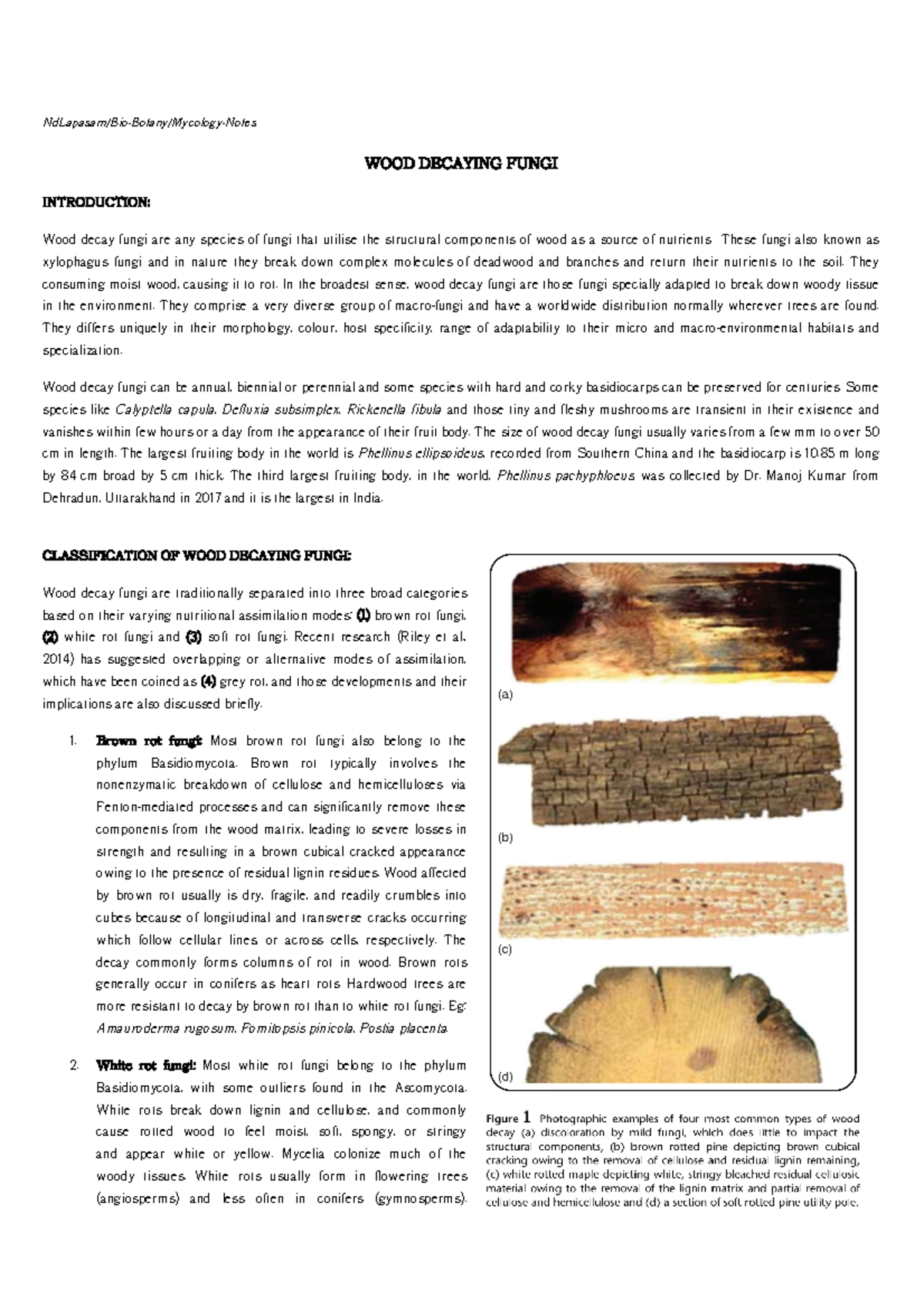 Wood Decaying Fungi - NdLapasam/Bio-Botany/Mycology-Notes WOOD DECAYING ...