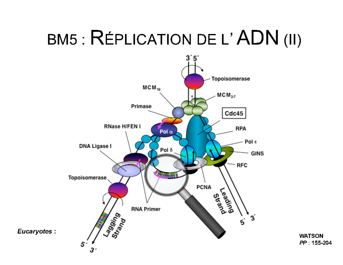 BM5 2021 - Molecular biology theory notes chapter 5 for the bachelor's ...