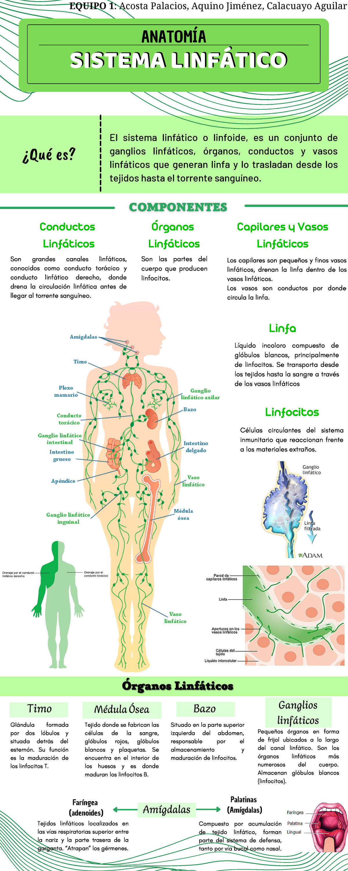 Equipo 1 Sistema Linfático - ¿Qué es? (adenoides)Faríngea Amígdalas Tejidos linfáticos ...