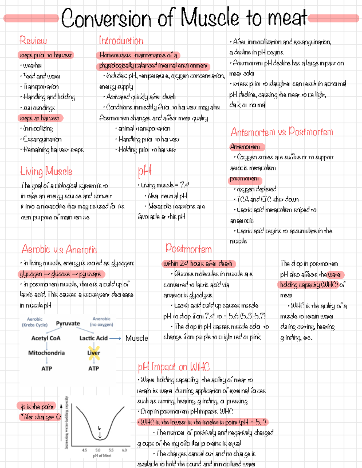 ANSI 2233 Exam 1 notes - Conversion of Muscle to meat Review steps ...