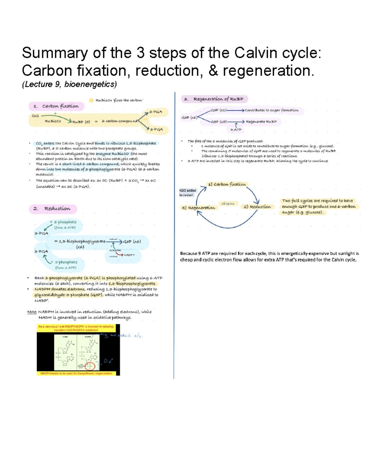 Summary of the 3 steps of the Calvin cycle Carbon fixation, reduction ...