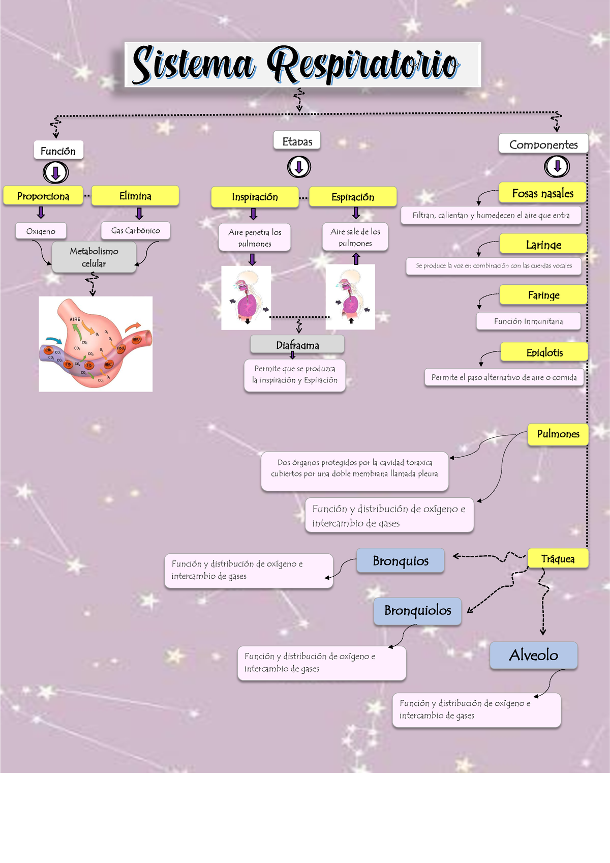 Mapa conceptua Tercer corte histologia - Componentes Metabolismo ...