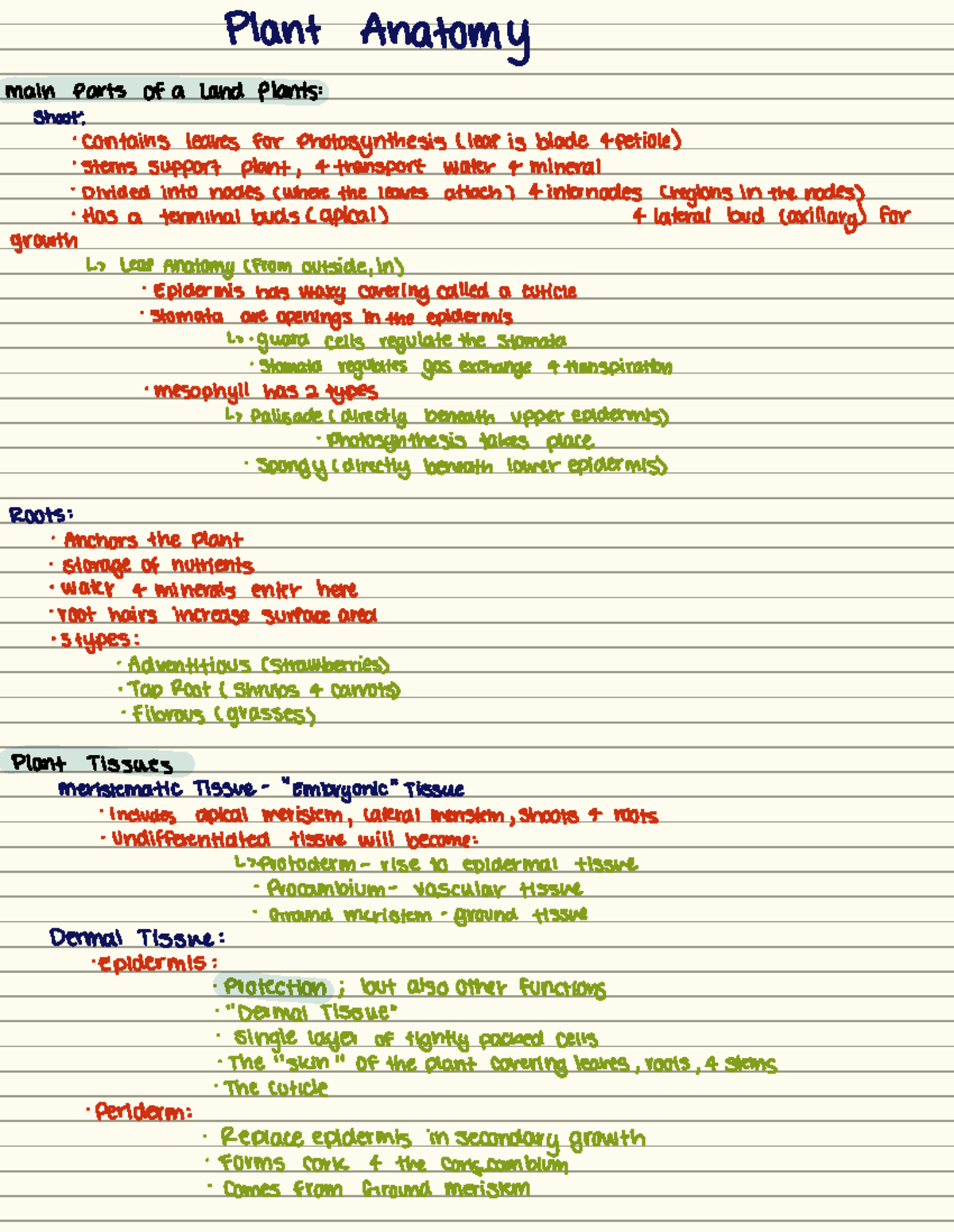Plant anatomy Notes - Plant Anatomy main Parts of a Land Plants: Shoot ...