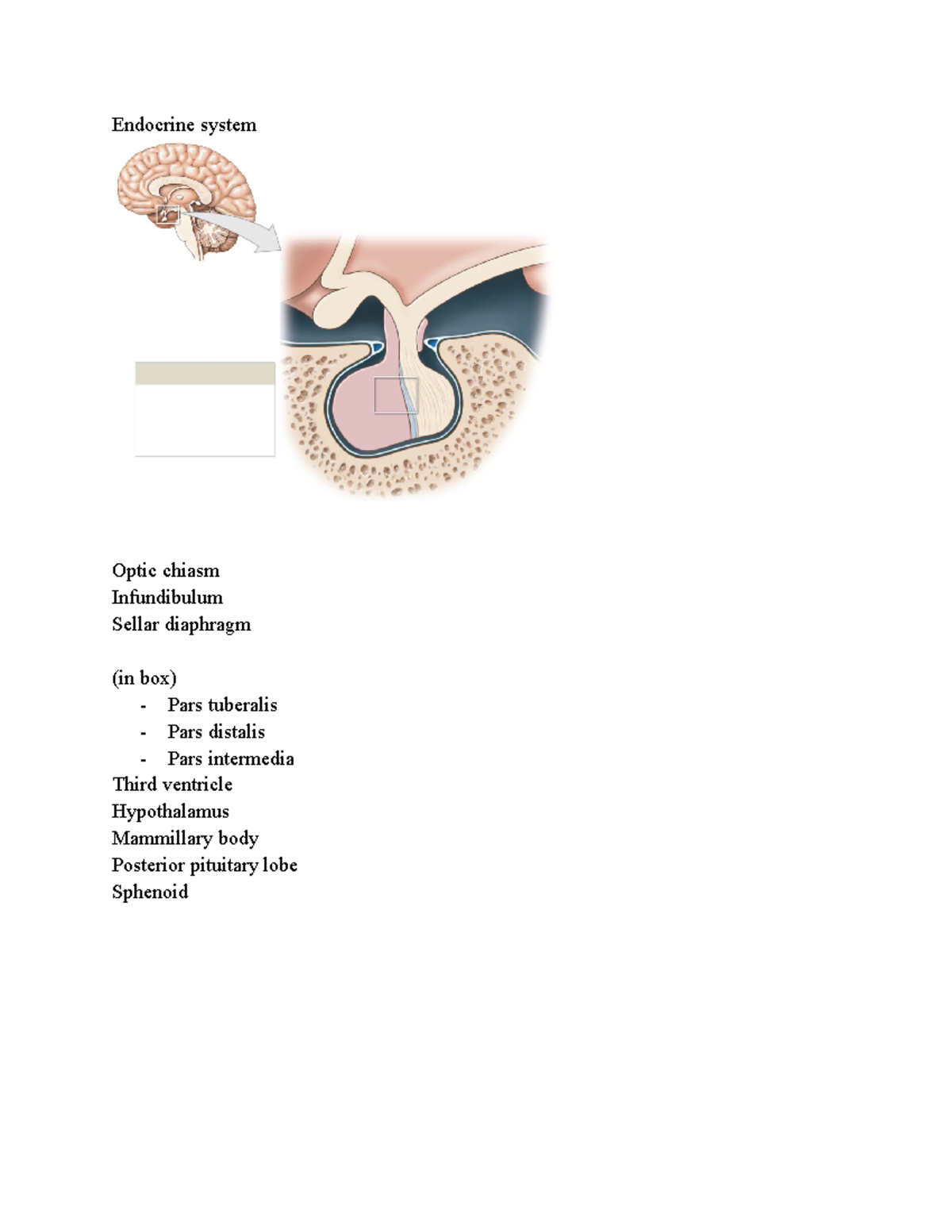 Anatomy 2 - Endocrine system Optic chiasm Infundibulum Sellar diaphragm (in box) - Pars ...