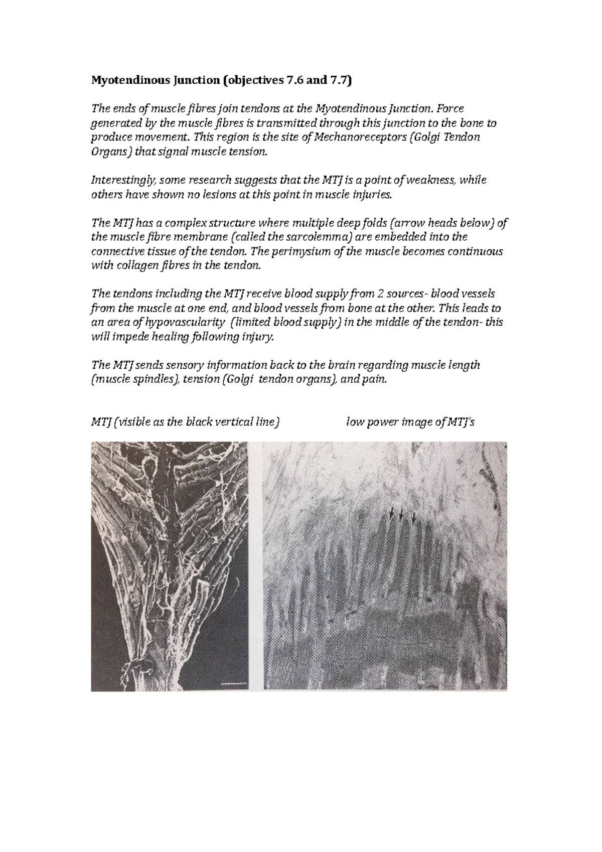 Myotendinous Junction - Force generated the muscle fibres is ...