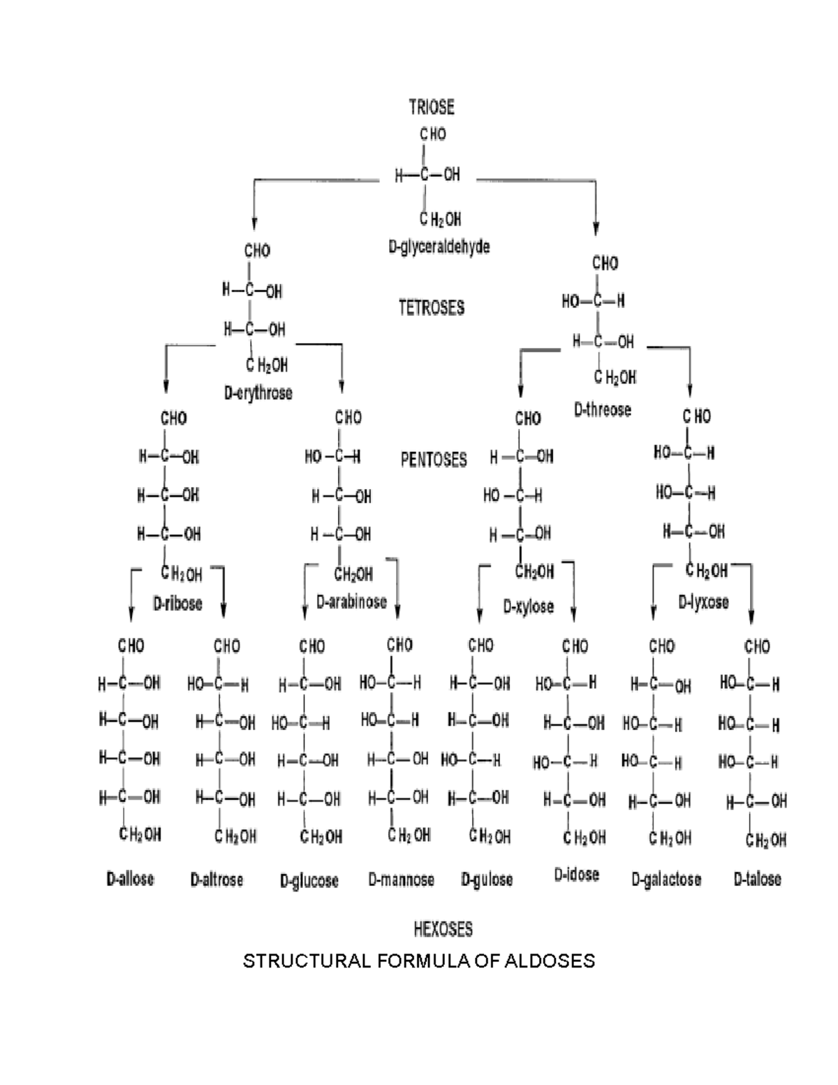 BSN -Aldoses-and-Ketoses - Introduction To Biological Sciences ...