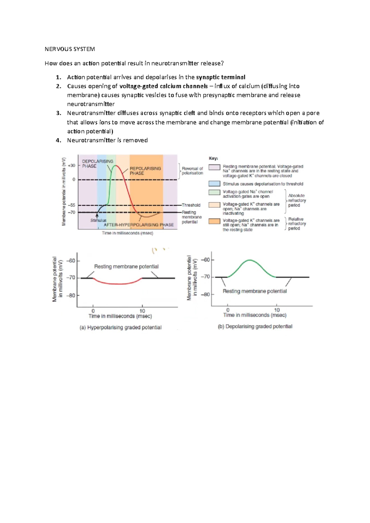 PSIO120 Lecture/Exam notes - NERVOUS SYSTEM How does an action ...