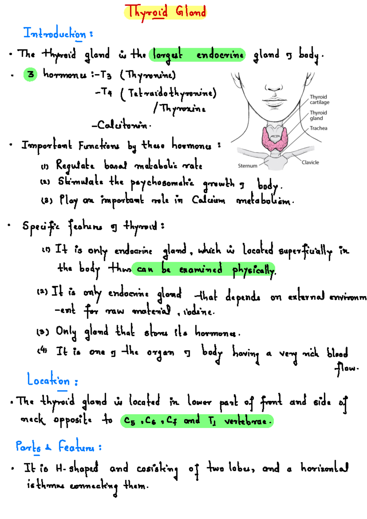 Thyroid Gland 2 - Notes - thyroid Gland Introduction : • The thyroid ...