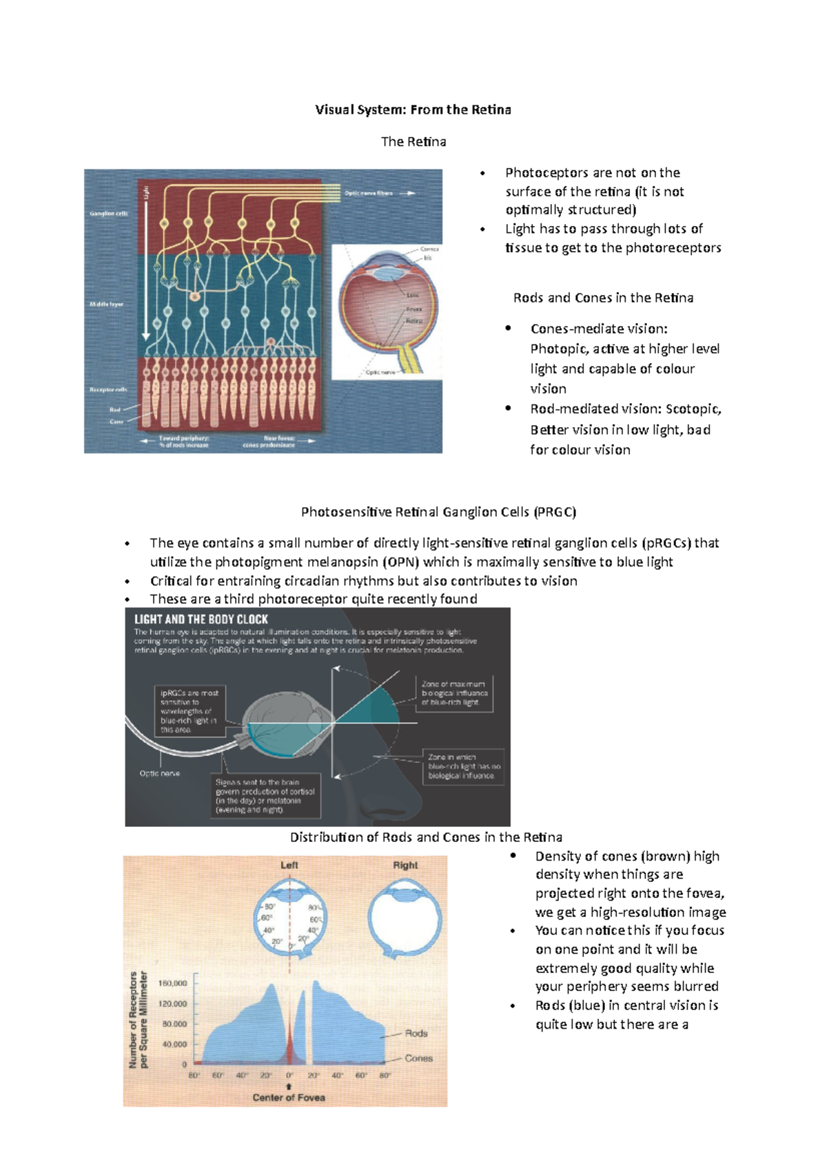 Psychology 211 - Lecture 2 Visual System - Visual System: From the ...