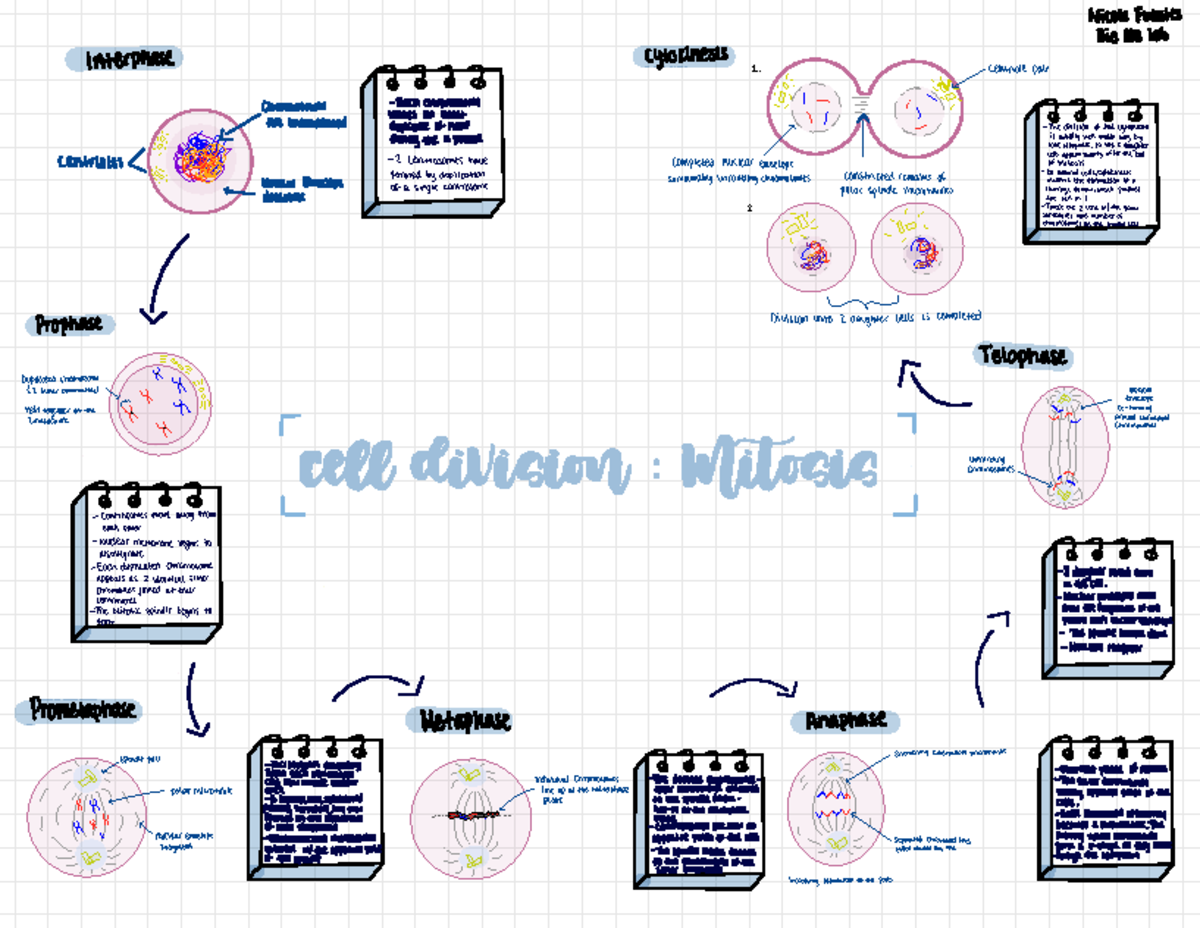 Bio 104 - Mitosis diagram and translation/transcription chapter ...