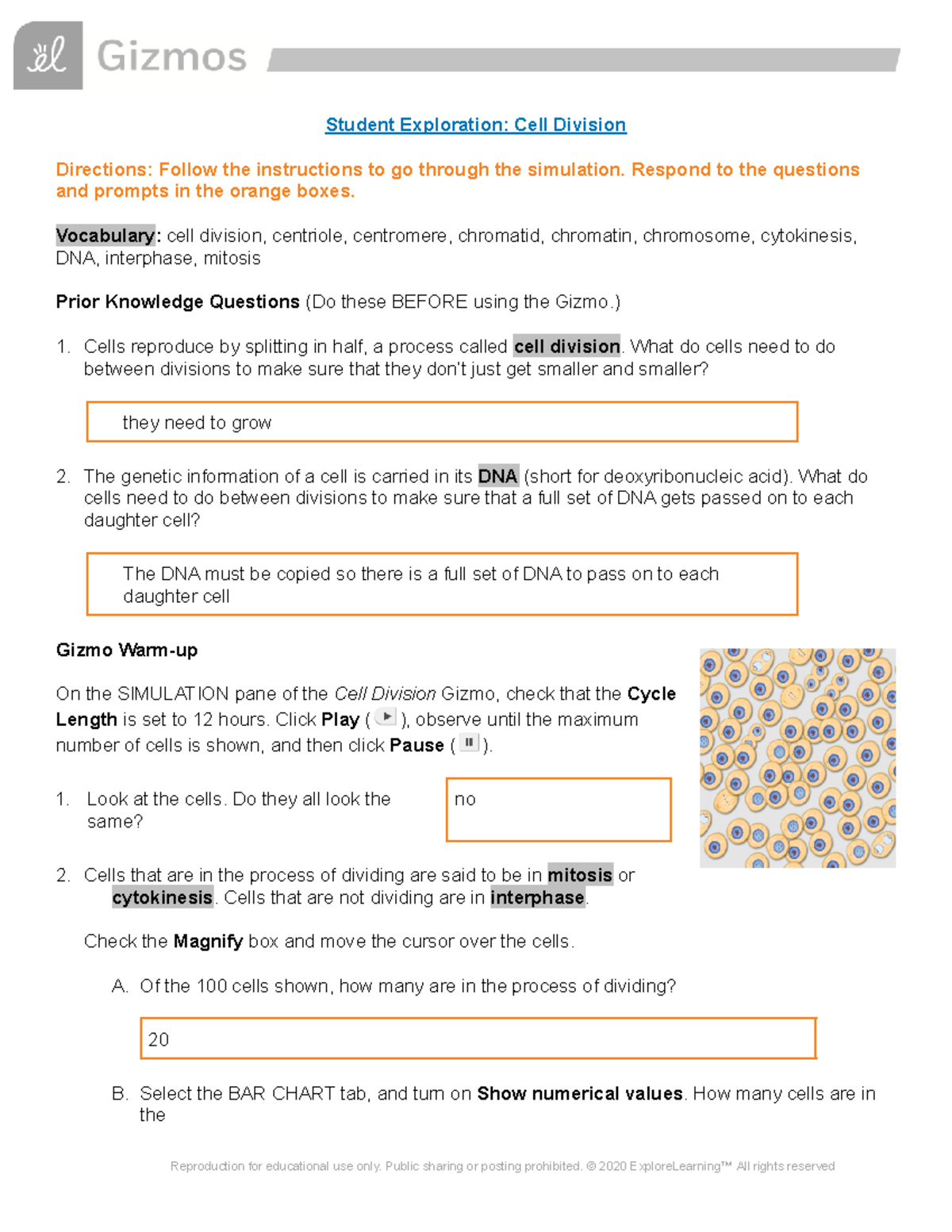 Copy of Cell Division SE - Student Exploration: Cell Division ...