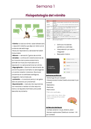 Rinitis - FISIOPATOLOGIA DE CANINOS Y FELINOS - RINITIS Anatomía ...