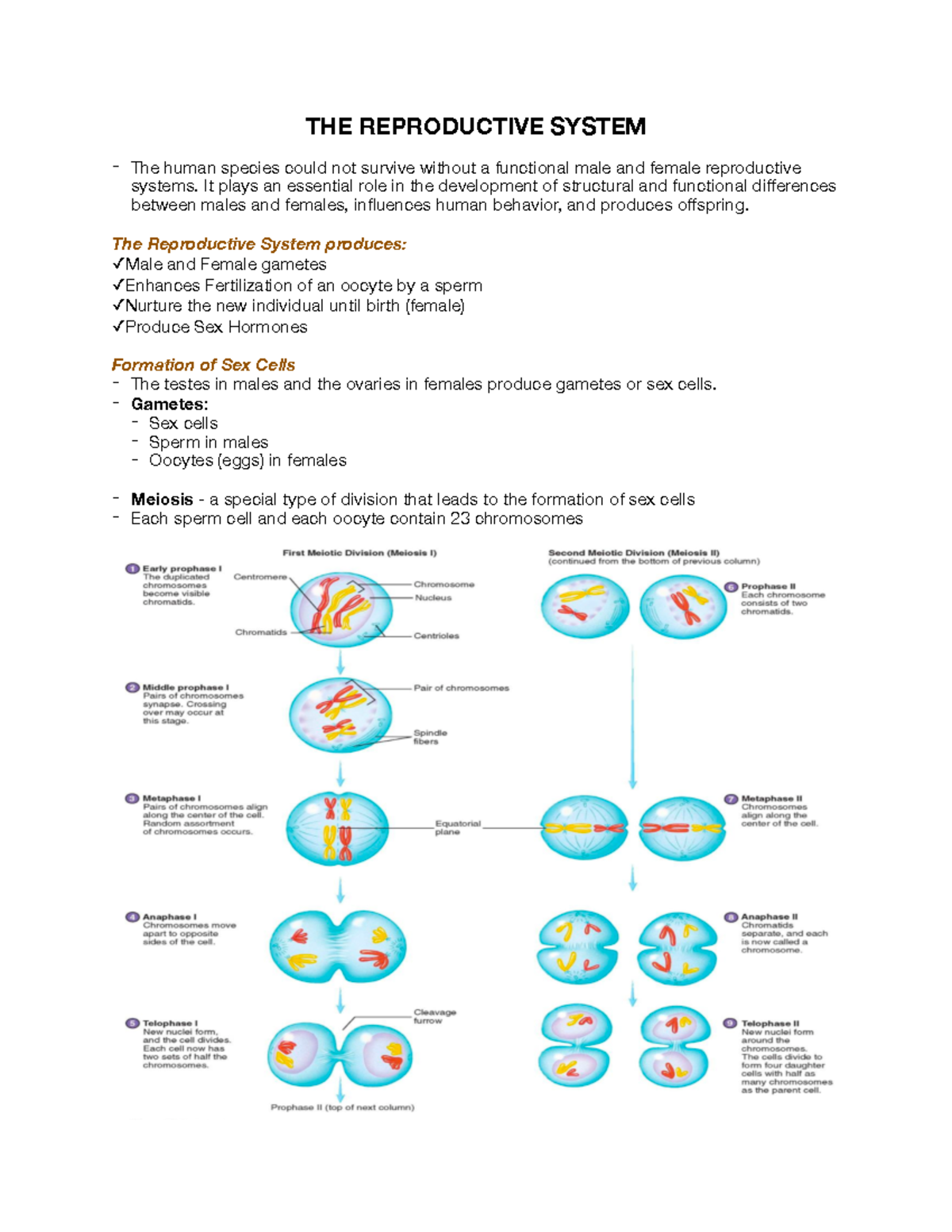 WEEK 16 The Reproductive System Reviewer - THE REPRODUCTIVE SYSTEM ...