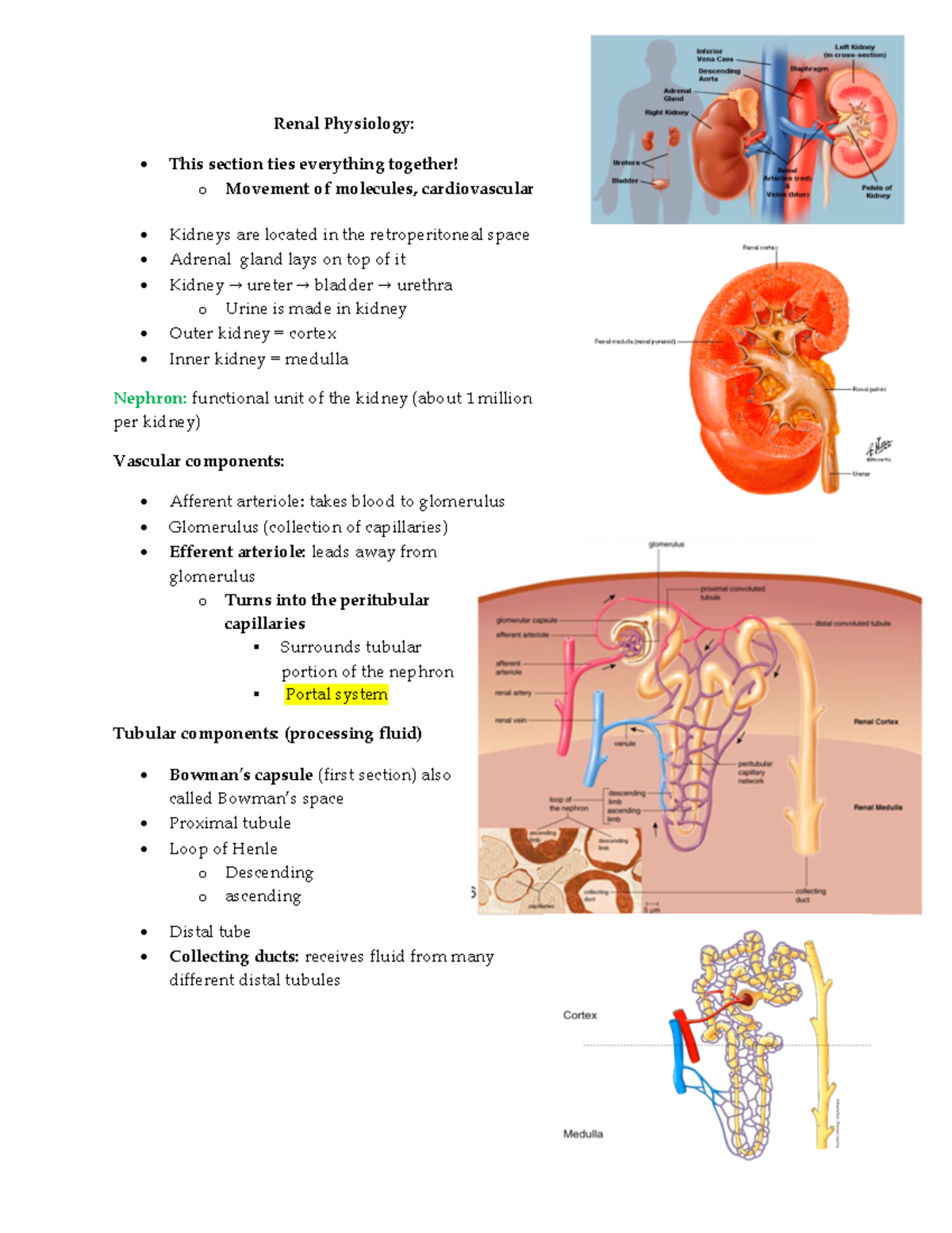 Renal physiology - Renal Physiology: This section ties everything ...