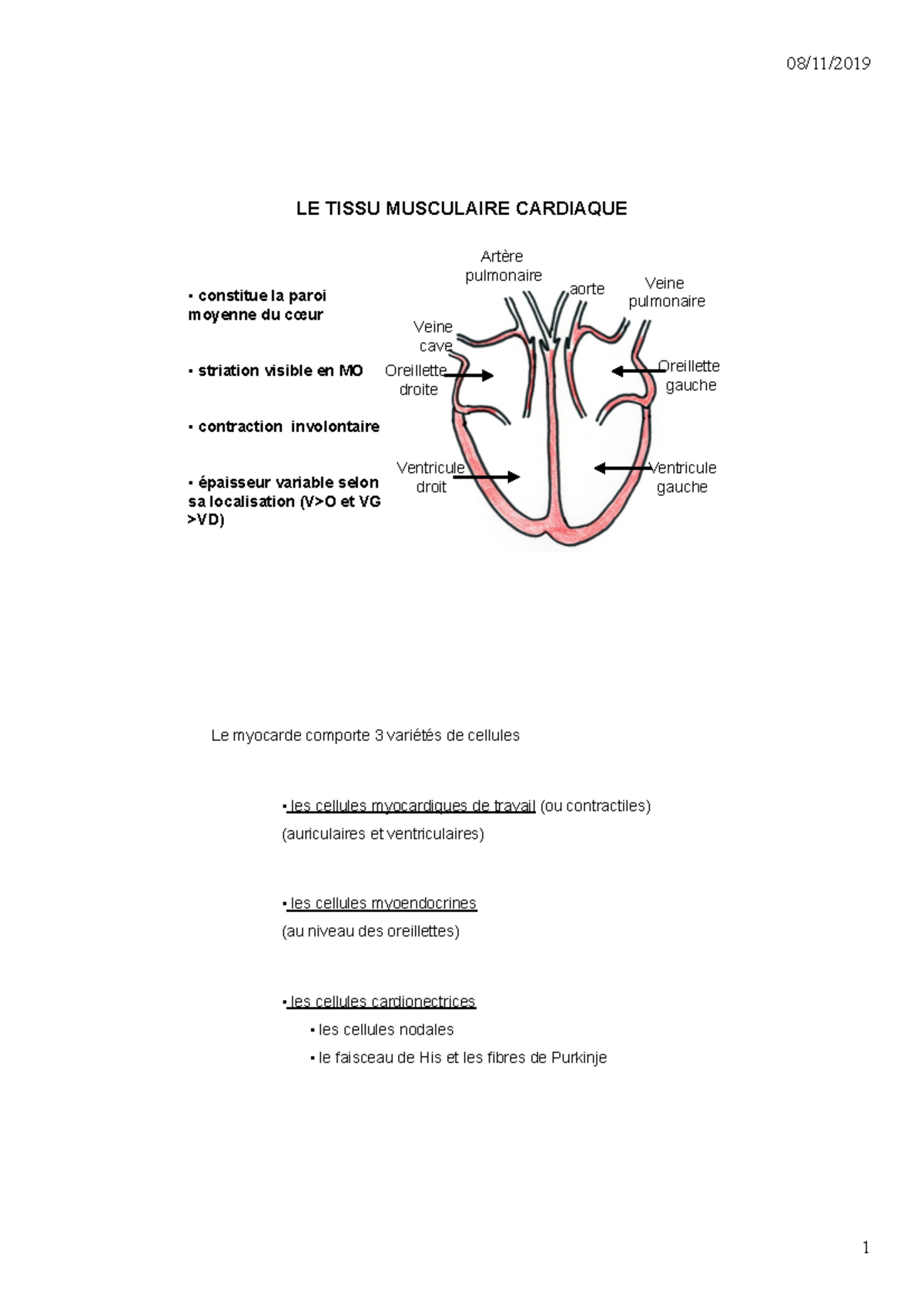 Le muscle cardiaque 2019 - LE TISSU MUSCULAIRE CARDIAQUE constitue la ...