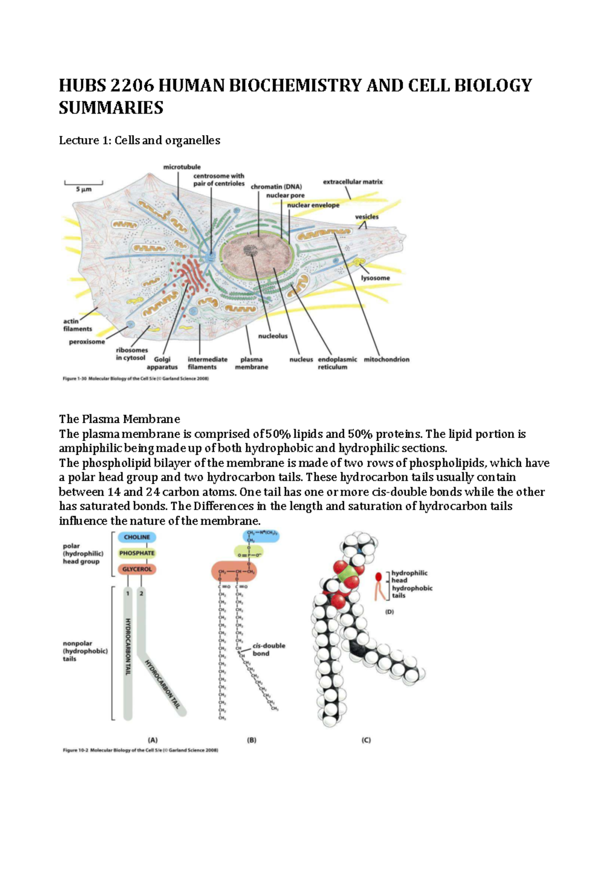 HUBS 2206 Human Biochemistry and Cell Biology Lecture 1 Summary - Studocu