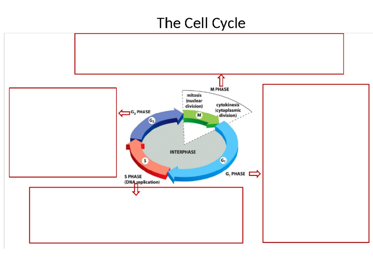 Cell cycle a3 map 2022 - S2000 - The Cell Cycle - Studocu