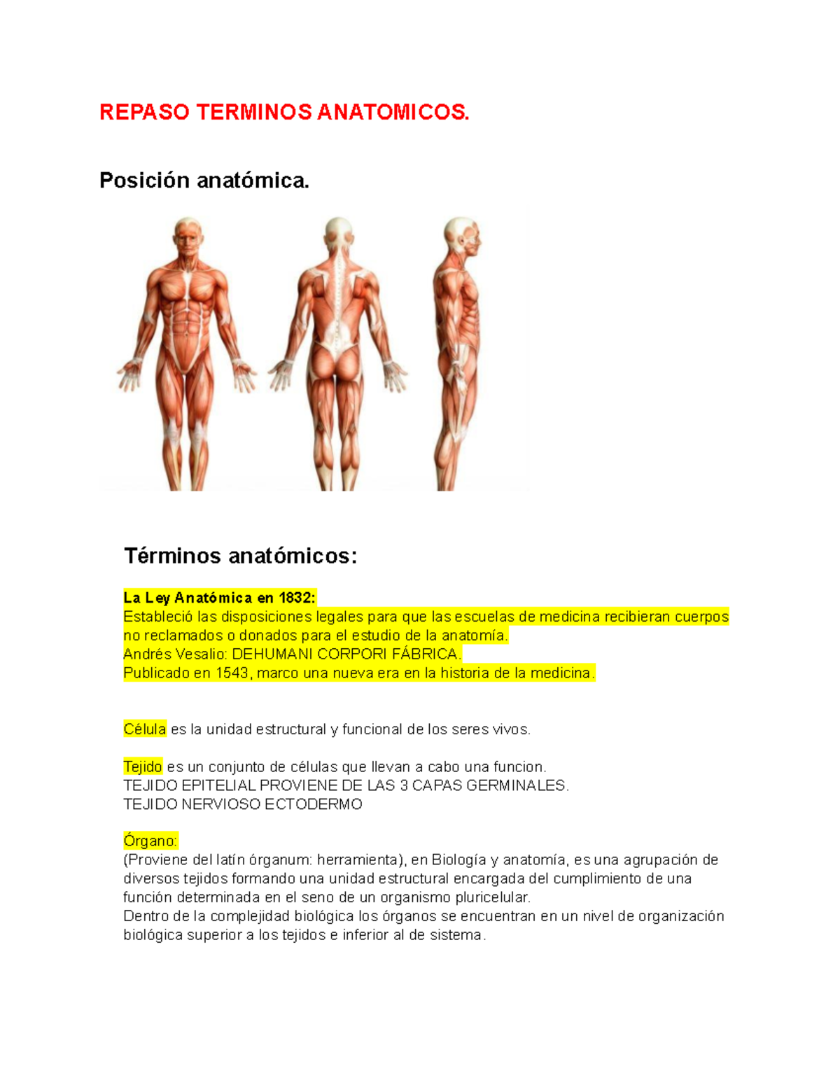 Repaso Terminos Anatomicos - REPASO TERMINOS ANATOMICOS. Posición ...