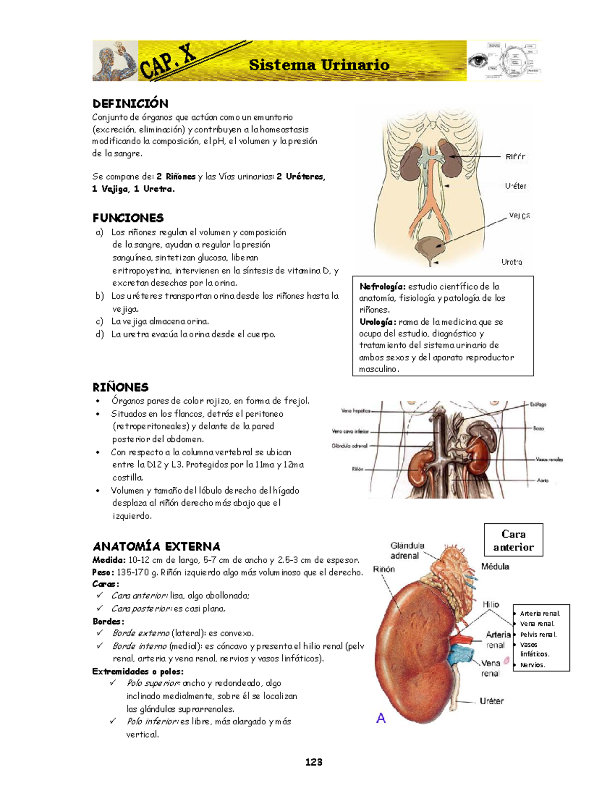 CAP-X - libro de anatomia nivel pre - Sistema Urinario DEFINICIÓN ...