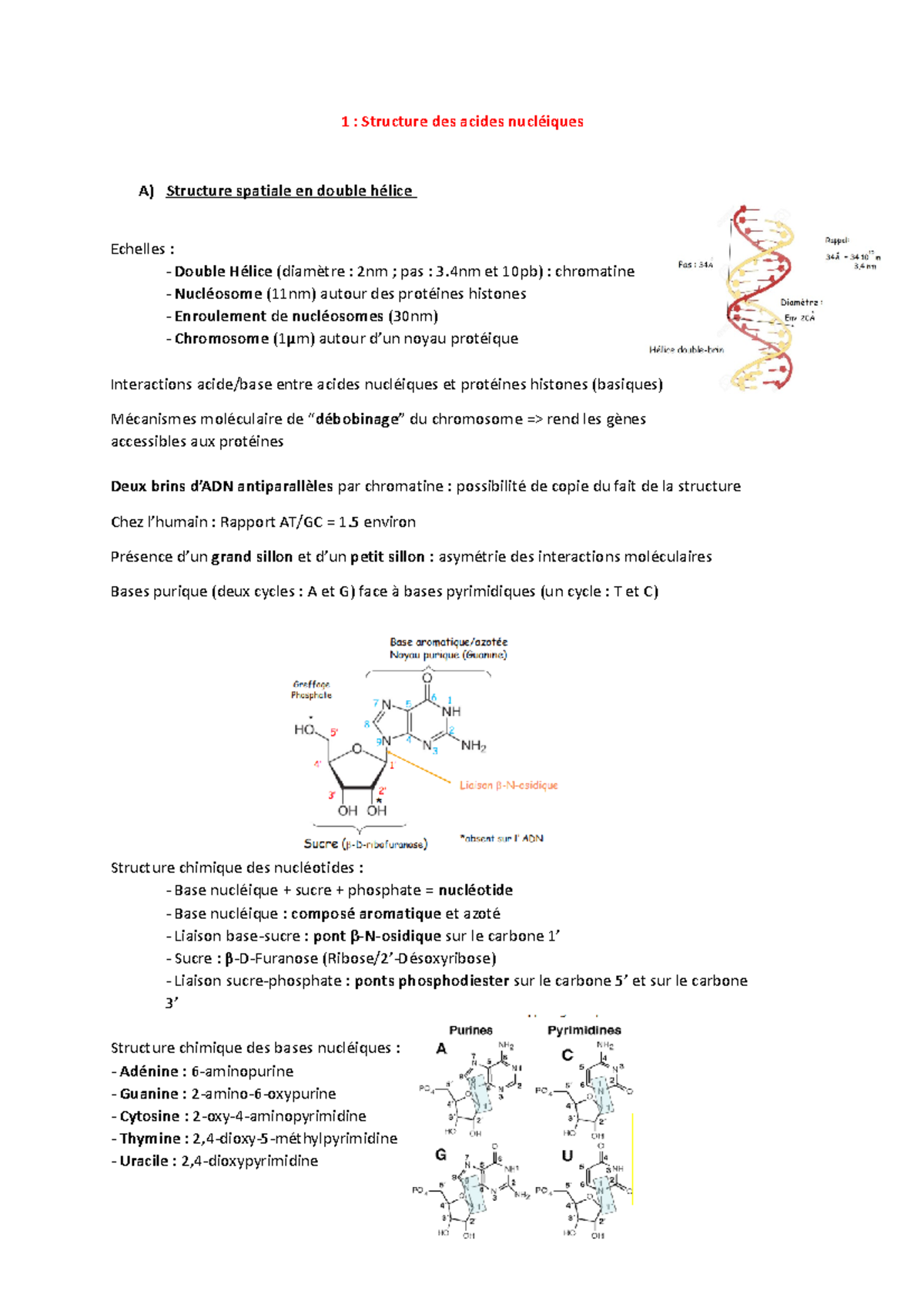 1. structure des acides nucléiques - 1 : Structure des acides ...