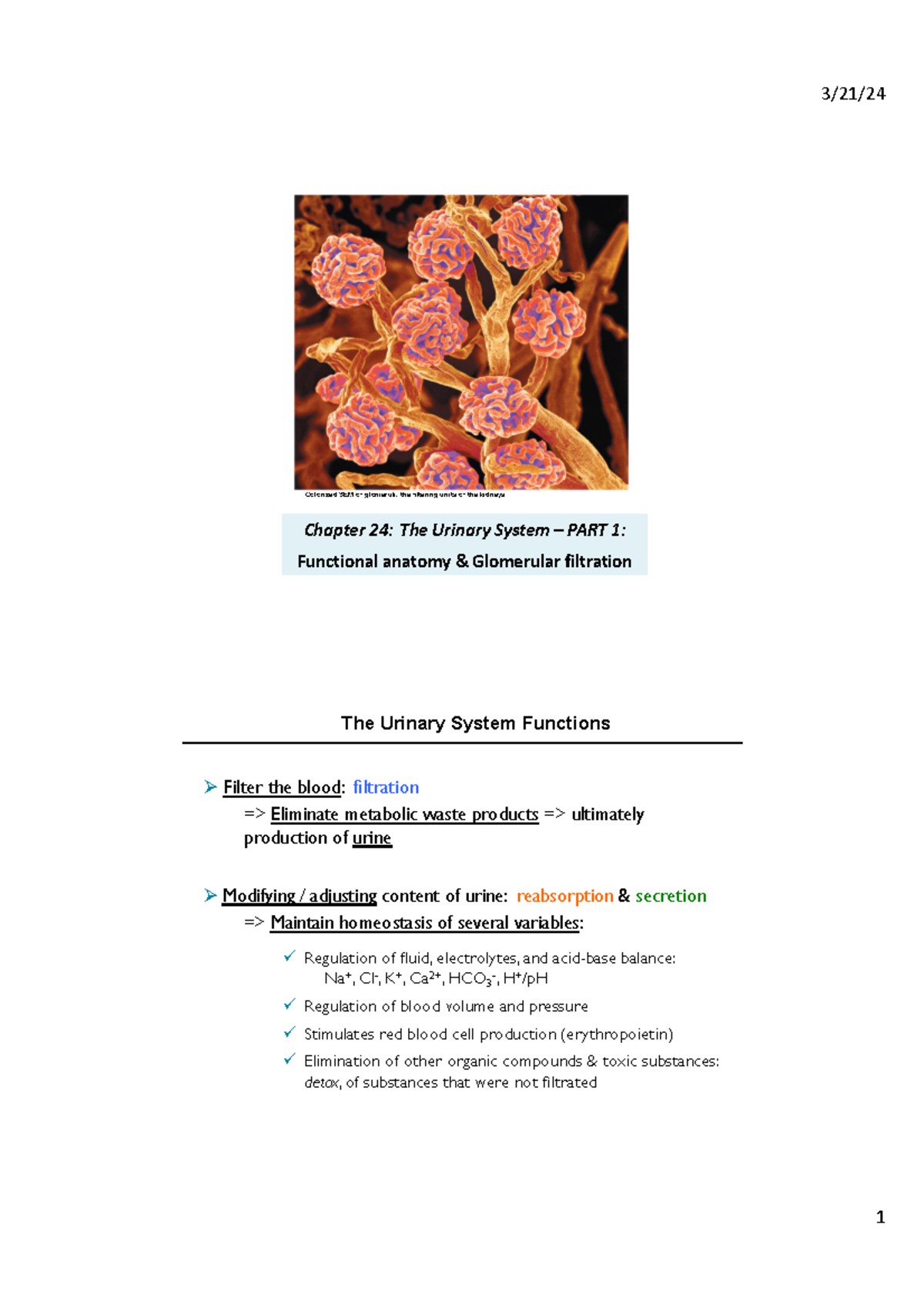 10-Urinary System- Lecture Part 1-Sp2024 - © 2019 Pearson Education ...