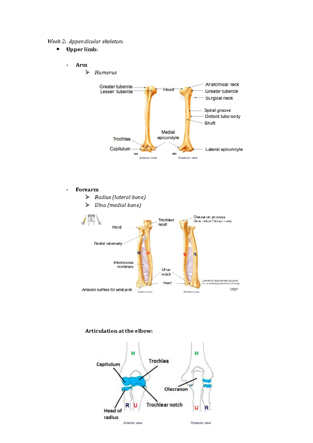 Week 2 Appendicular Skeleton - Week 2: Appendicular skeleton: Upper ...