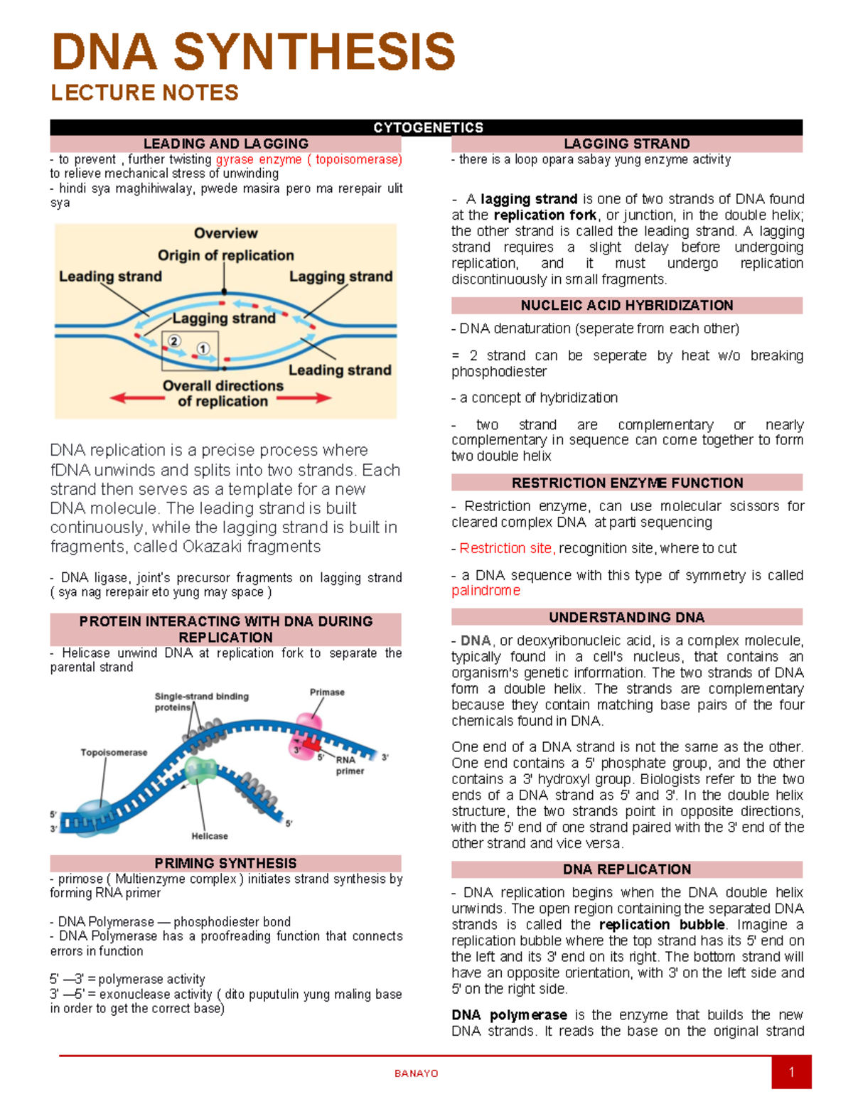 DNA-synthesis and Structure - DNA SYNTHESIS LECTURE NOTES CYTOGENETICS ...