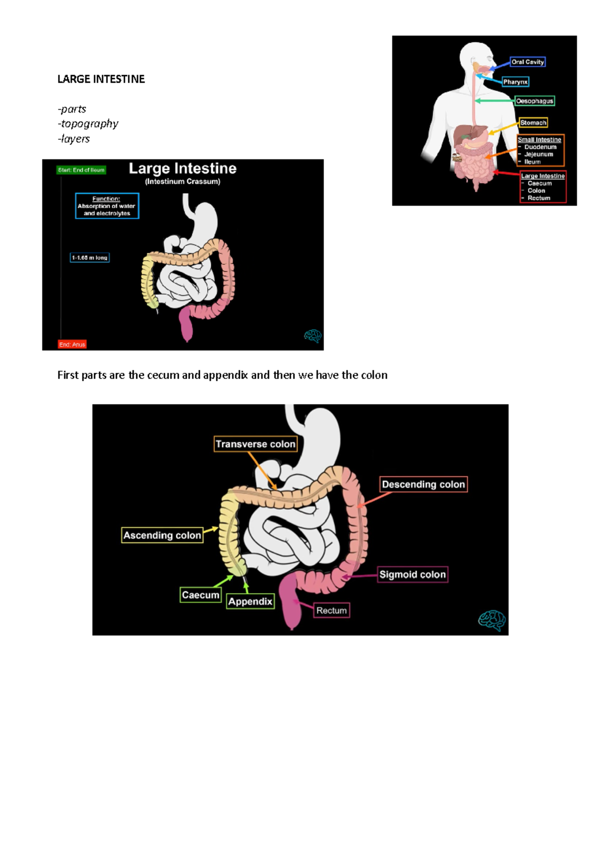 Large Intestine - LARGE INTESTINE -parts -topography -layers First ...