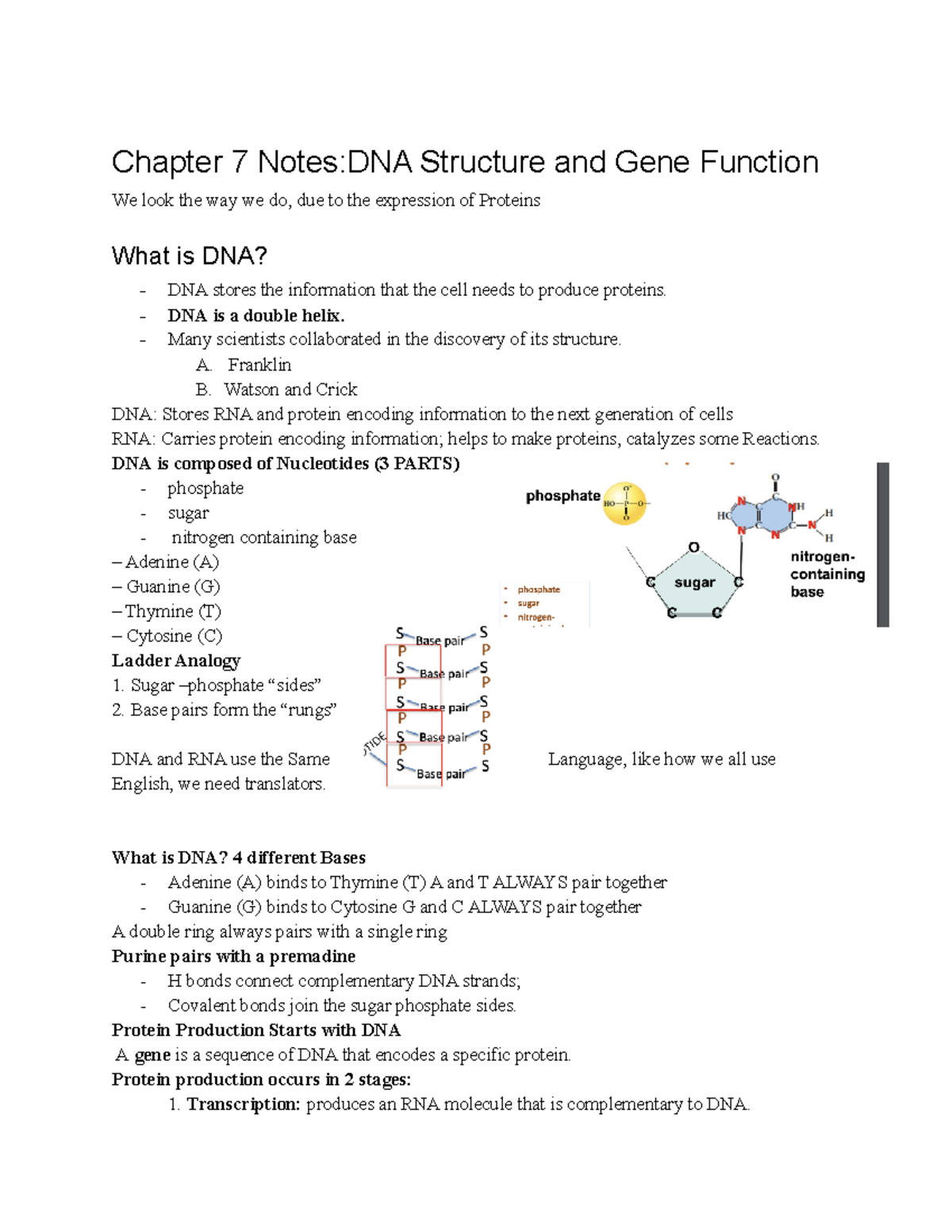 Bio CH 7 Notes - Chapter 7 Notes:DNA Structure and Gene Function We ...