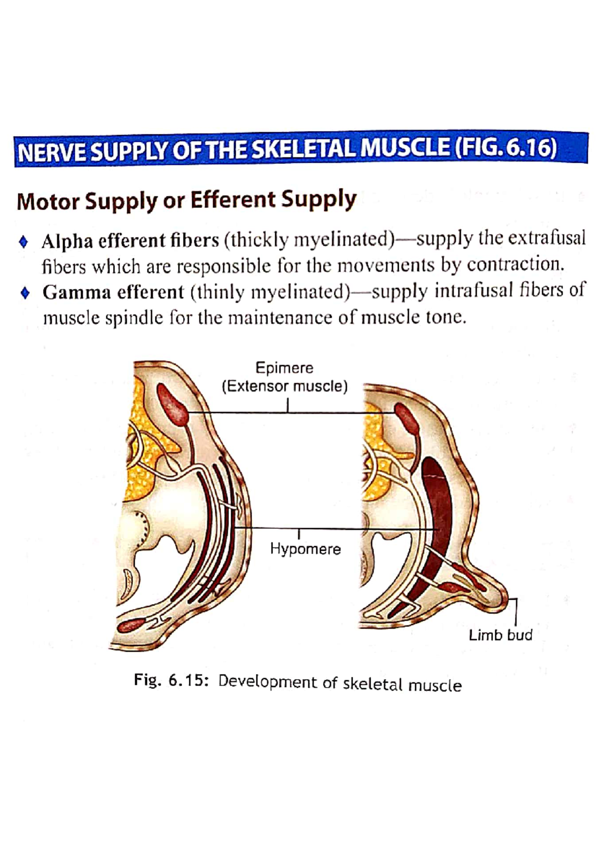 Muscle- Nerve Supply Of The Skeletal Muscle - Bachelor of medicine and ...