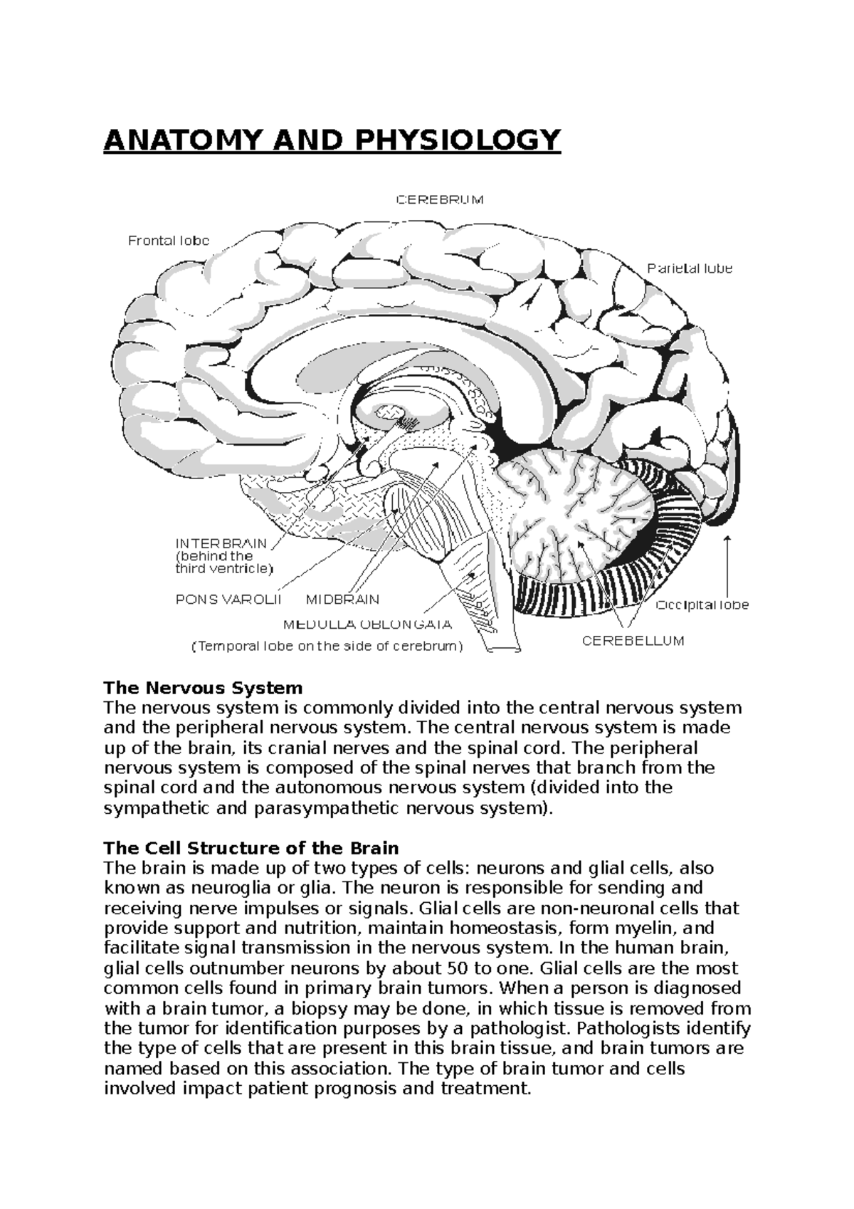Anatomy and Physiology of the brain - ANATOMY AND PHYSIOLOGY The ...