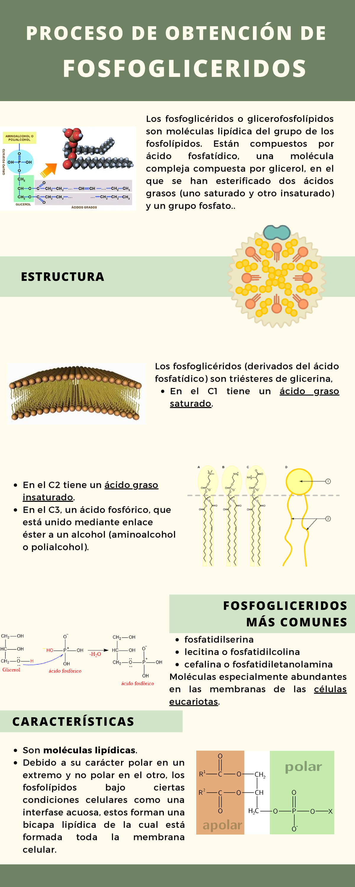 Infografia fosfogliceridos - FOSFOGLICERIDOS MÁS COMUNES ...