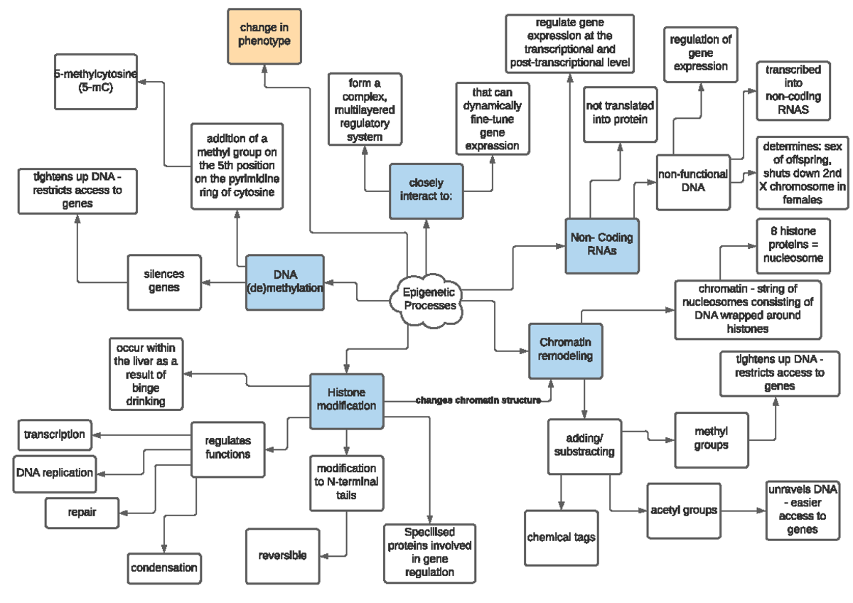Epigenetic processes mindmap - Epigenetic Processes DNA (de)methylation Chromatin remodeling Non ...