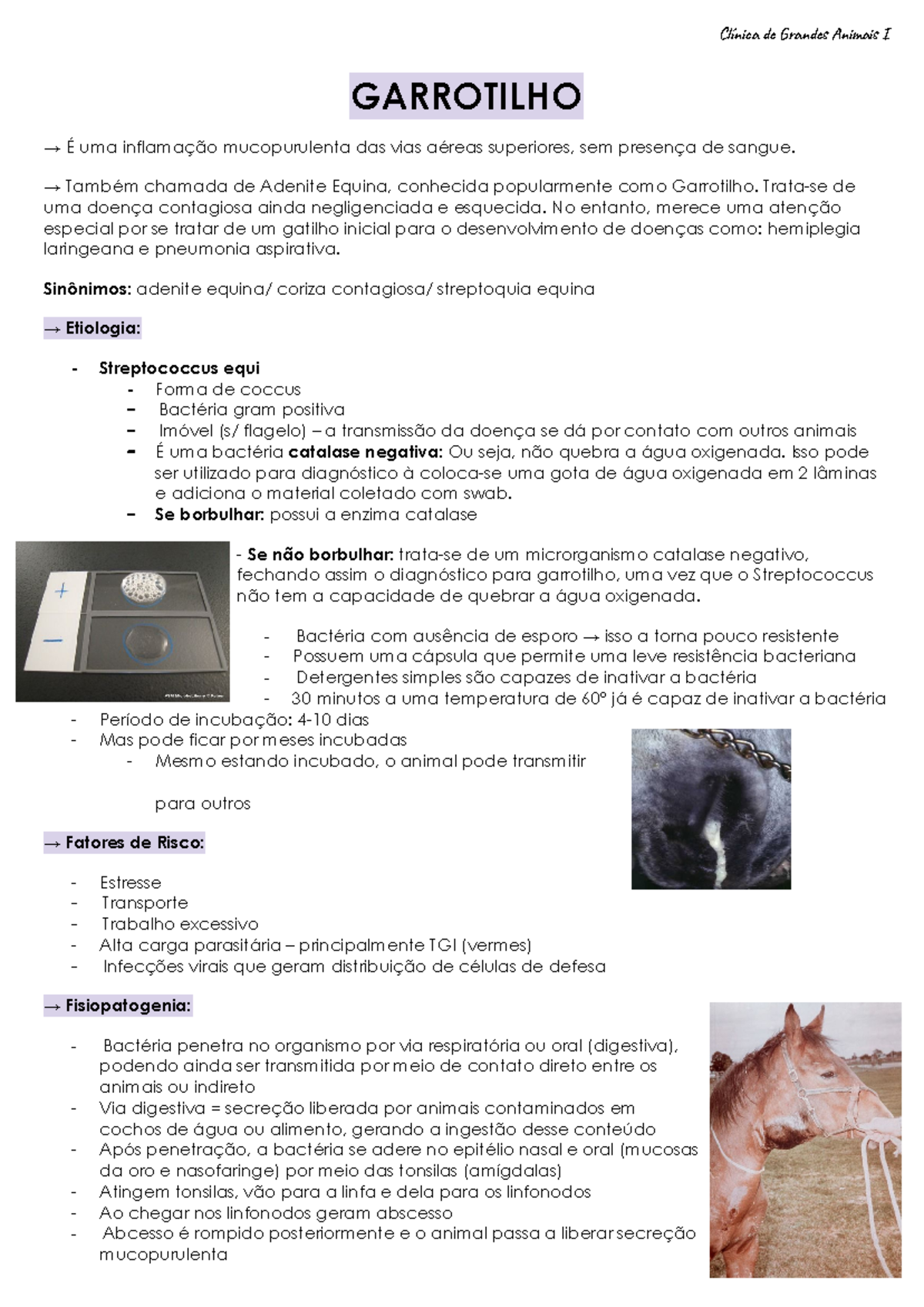 Garrotilho - Clínica de Grandes Animais I GARROTILHO → É uma inflamação ...