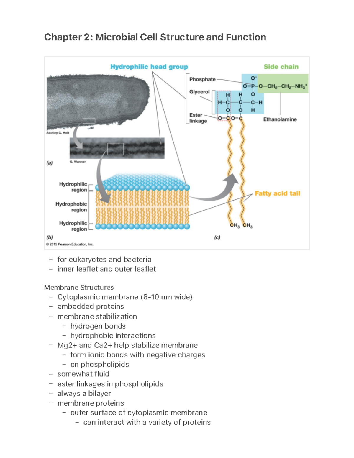 Chapter 2- Microbial Cell Structure and Function - Coli Fatty acids attached to amine groups via ...