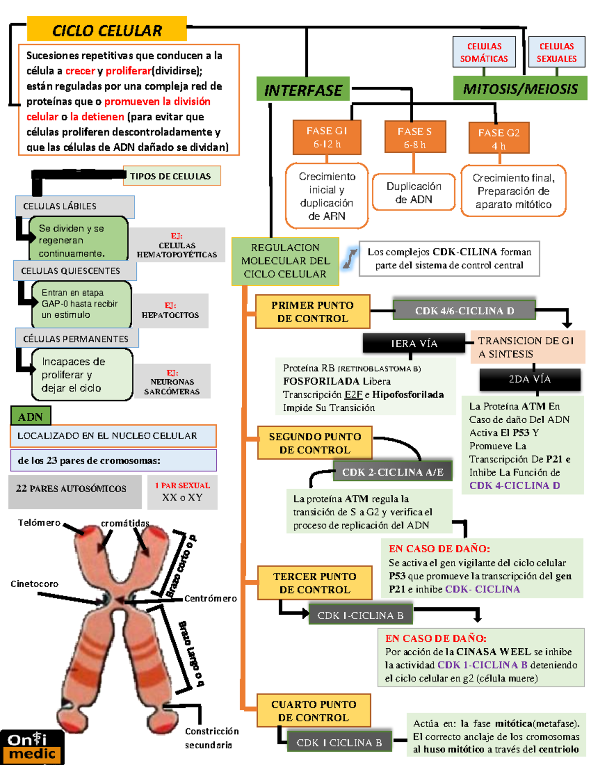 Ciclo Ovarico, Mitosis , Miosis - CICLO CELULAR TIPOS DE CELULAS ...