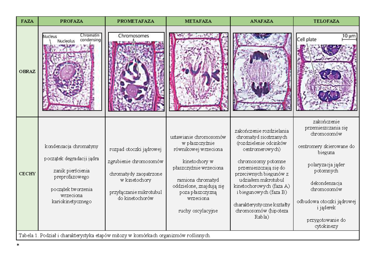 Wykład 4 (suplement): tabela dotycząca procesu mitozy. - FAZA PROFAZA ...
